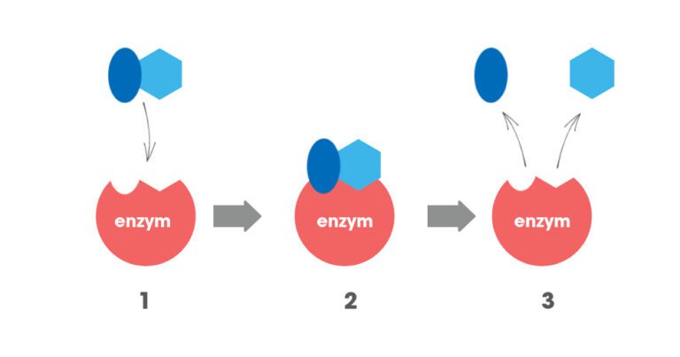 spijsverteringsenzymen - Intoleran Nederland